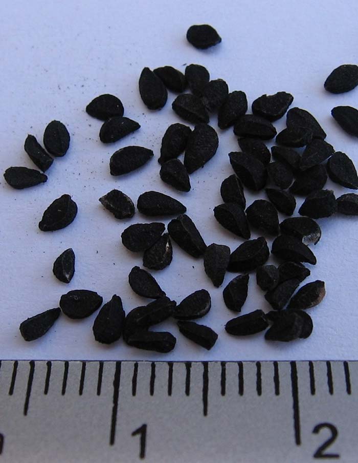Nigelle - LA SOCIÉTÉ DES PLANTES