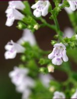 Nepitella - LA SOCIÉTÉ DES PLANTES